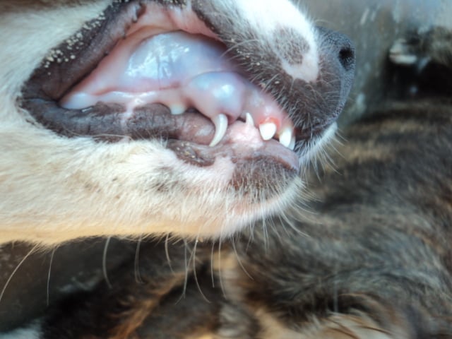 Healthy Dog Gums vs Unhealthy - Dog Gum Health You Need to Know Healthy Dog Gums vs Unhealthy - Dog Gum Health You Need to Know