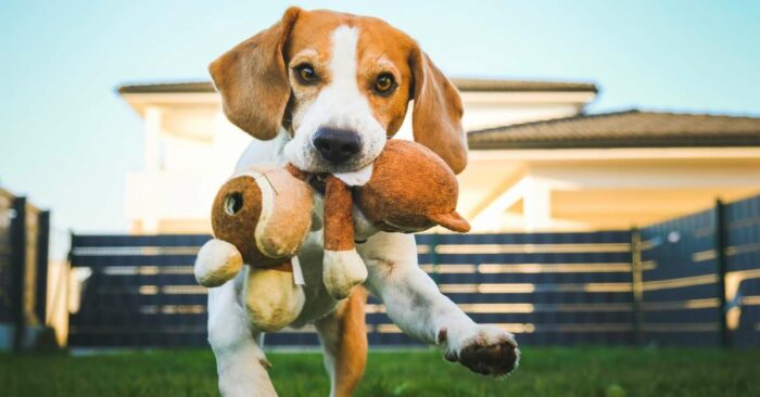 Dog Swollen Toe: 7 Possible Causes & Effective Treatments