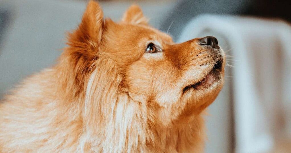 Best Smelling Dog Shampoo: Unleash a Fragrant Transformation for Your ...