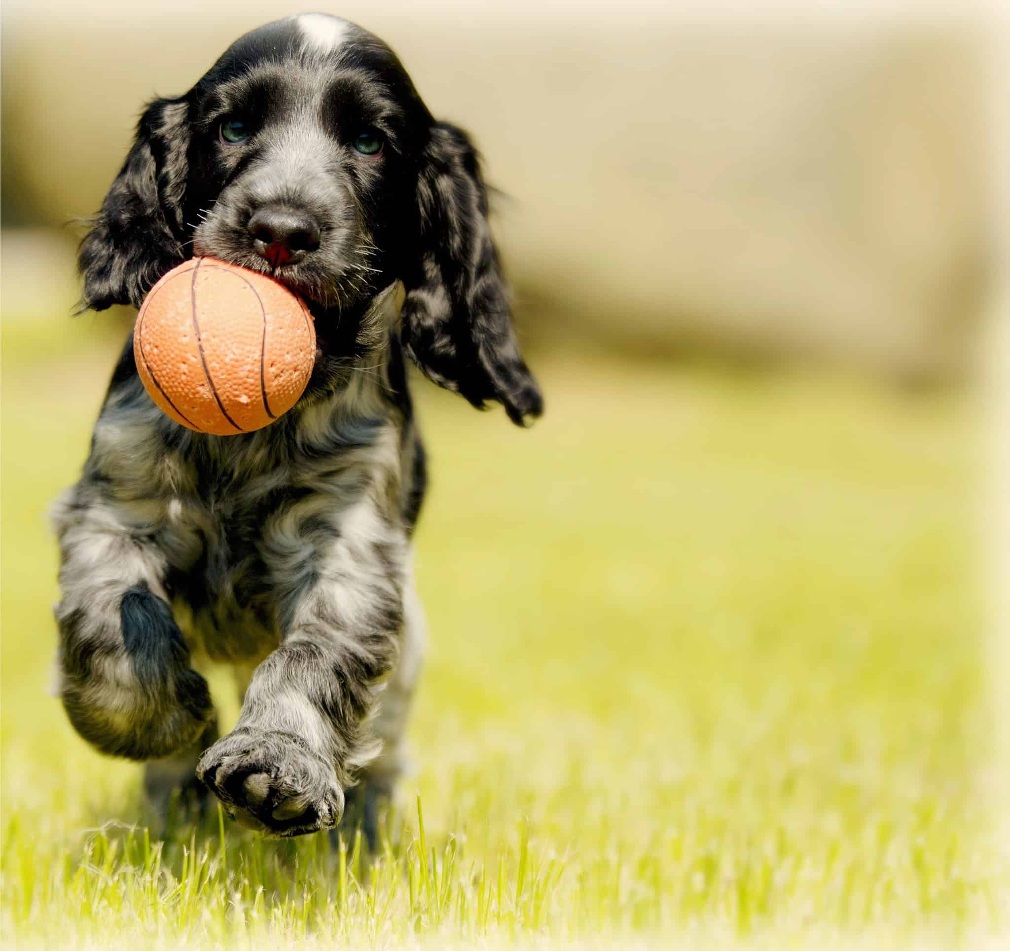 7 Eye-Opening Reasons Why Does My Dog Bite His Leg | Bulldogology